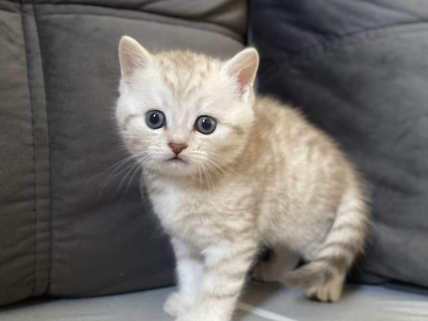 Котята