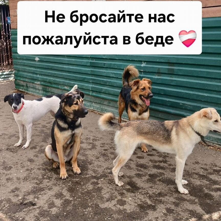 Взрослый пёс в добрые руки