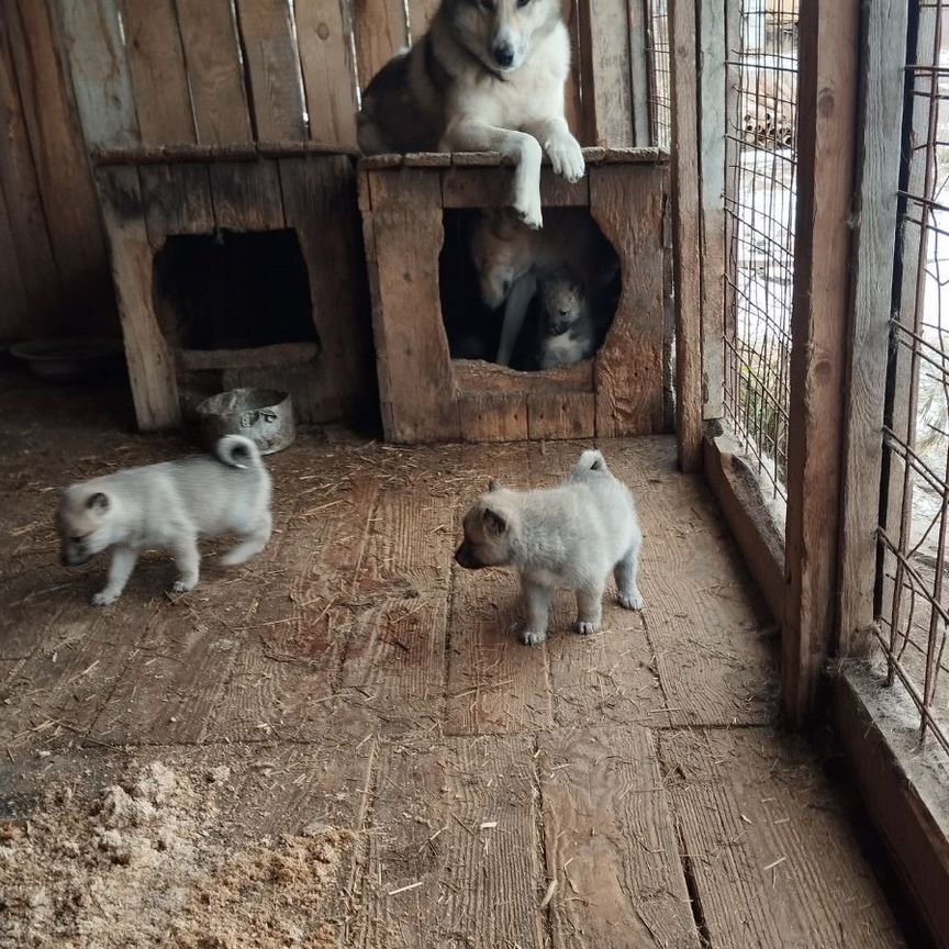 Западносибирская лайка, щенок