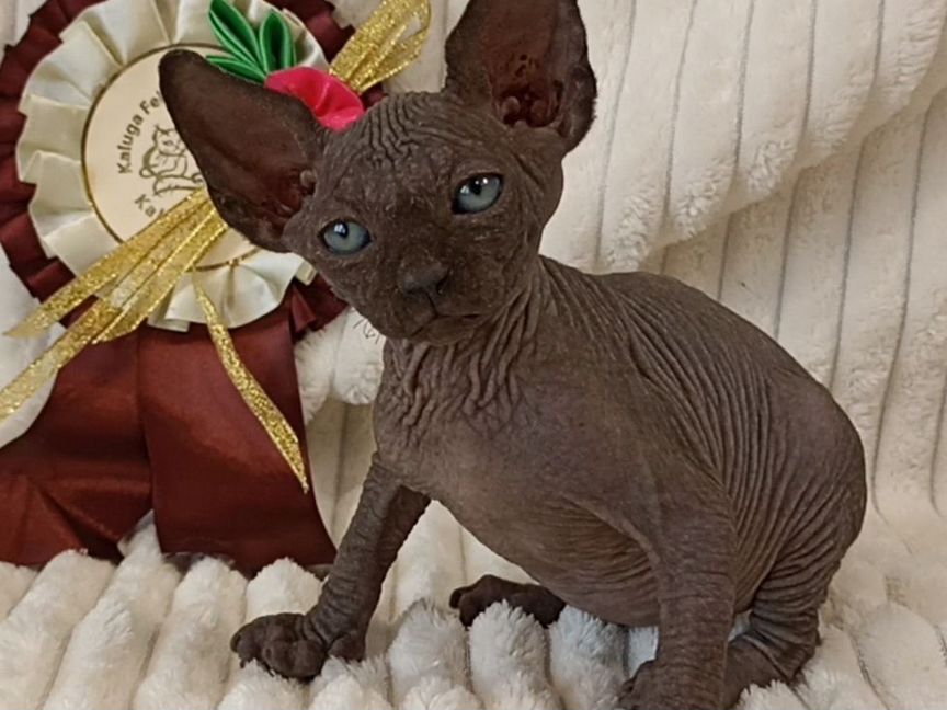 Которебенок сфинкс
