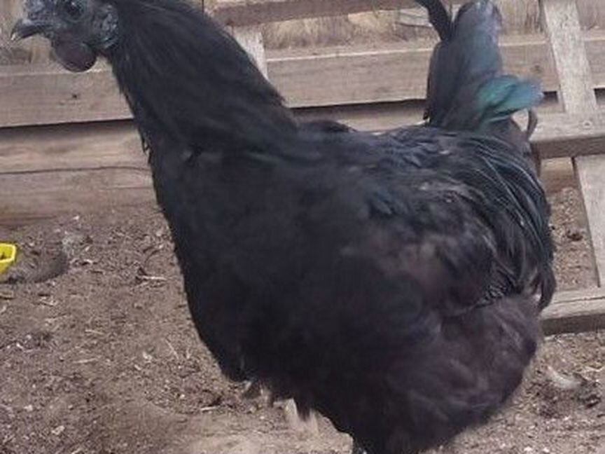 Петух Ухейилюй