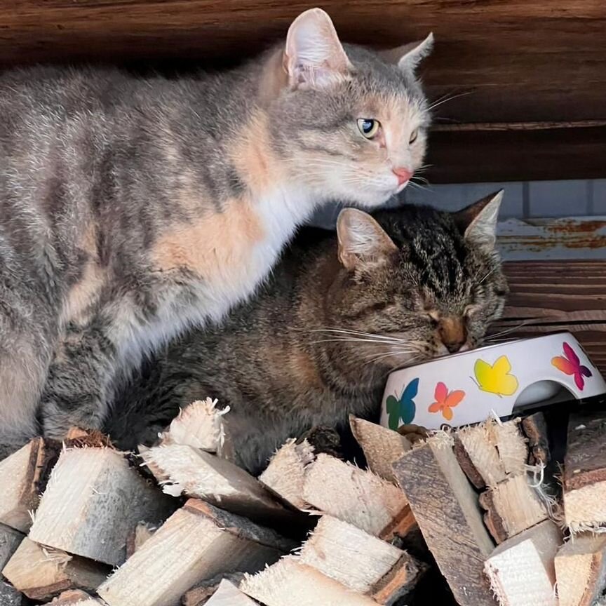 Взрослая кошка в добрые руки