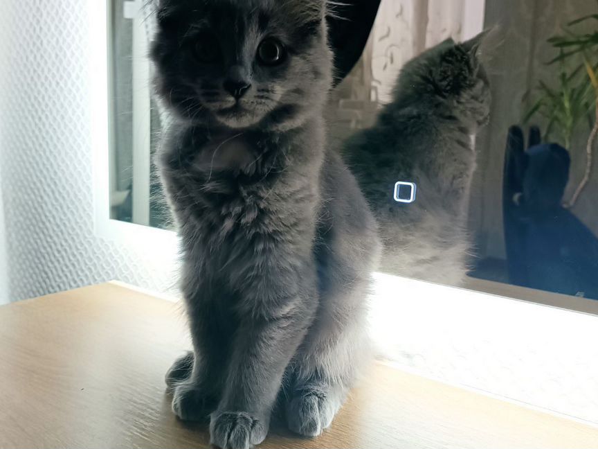 Кошки в добрые руки бесплатно