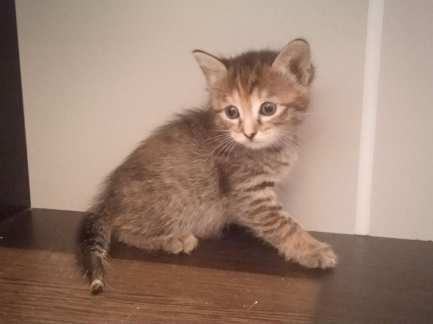 Котенок девочка