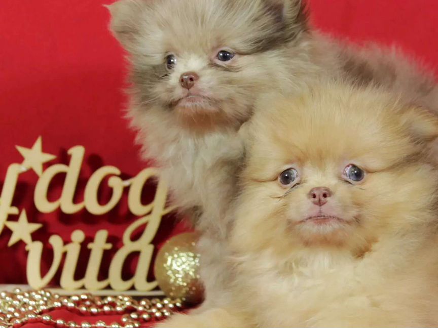 Мини шпиц редких окрасов,кобели на вязку