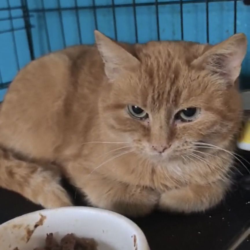 Рыжулька кошечка симпапулька