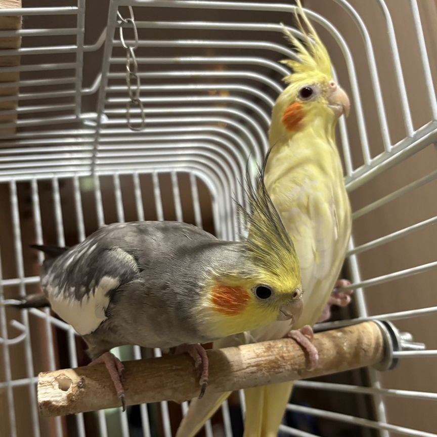 Пара корелл с шикарной клеткой