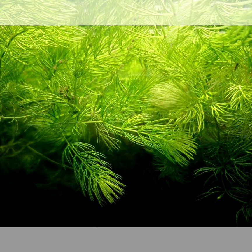 Водоросли роголистник