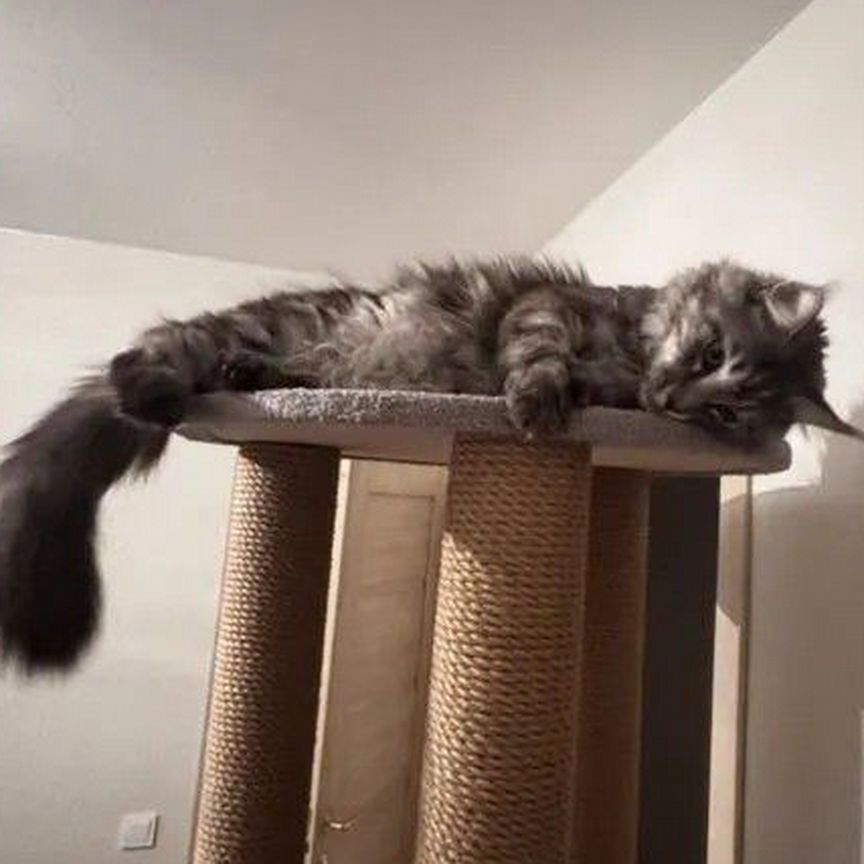 Когтеточка столбик высокая