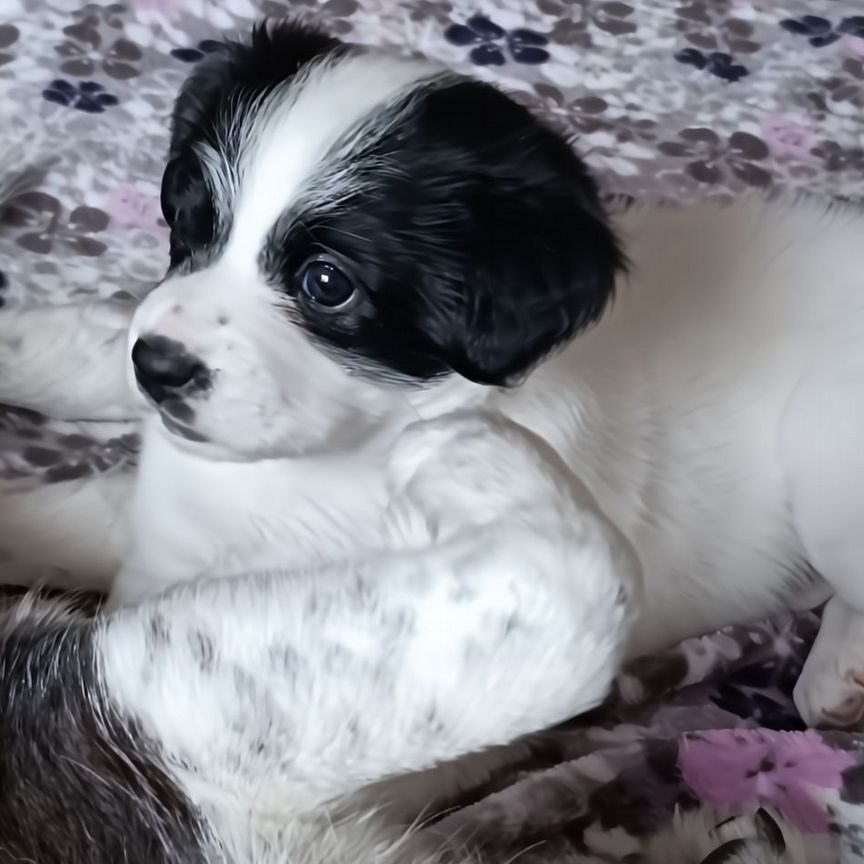 Щенок от частного владельца