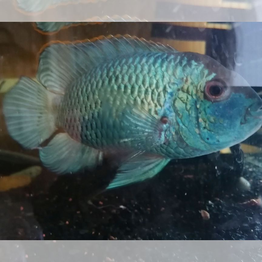 Аквариумные рыбки