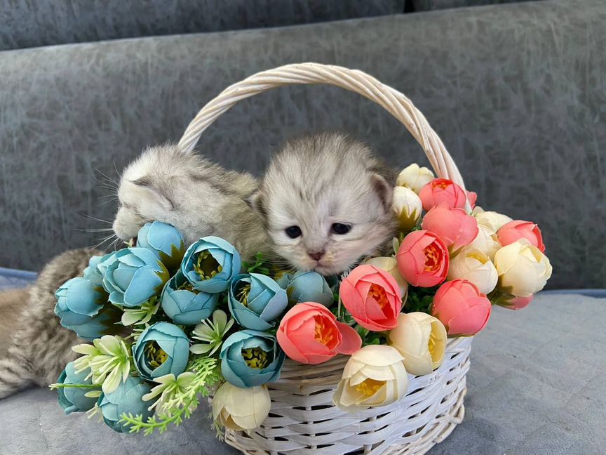 Британские котята