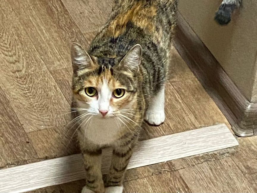 Кошка 11 месяцев