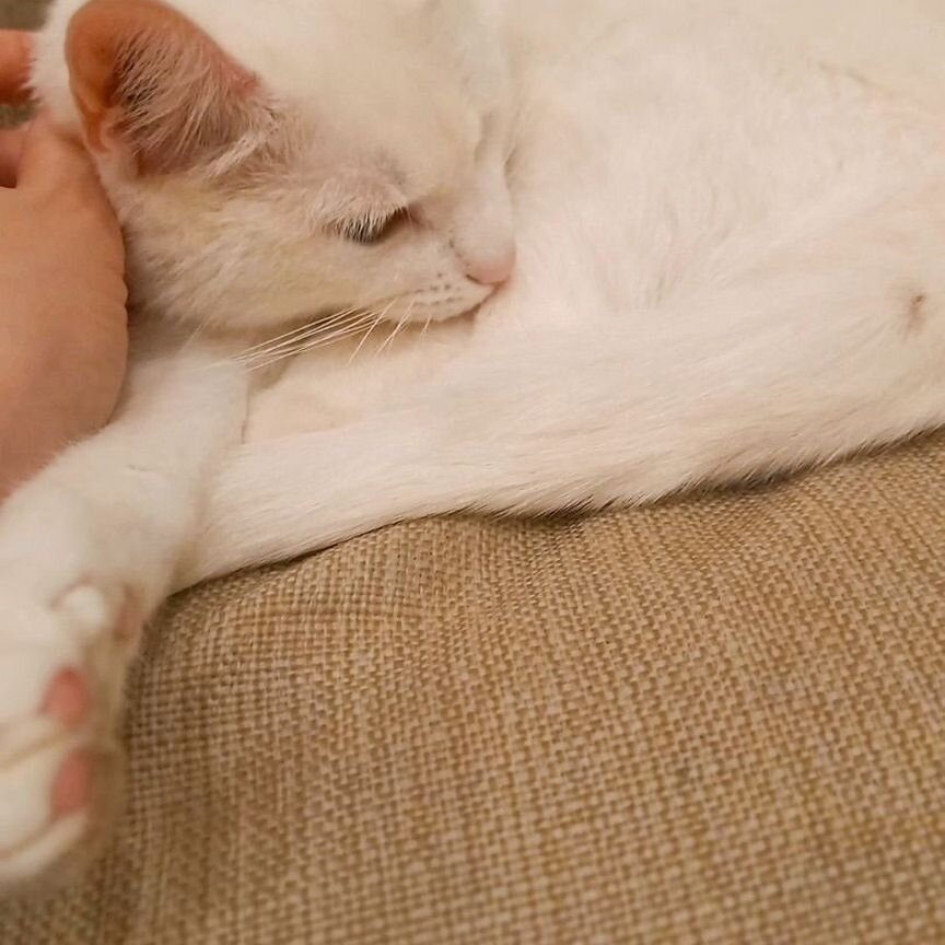 Белая кошечка