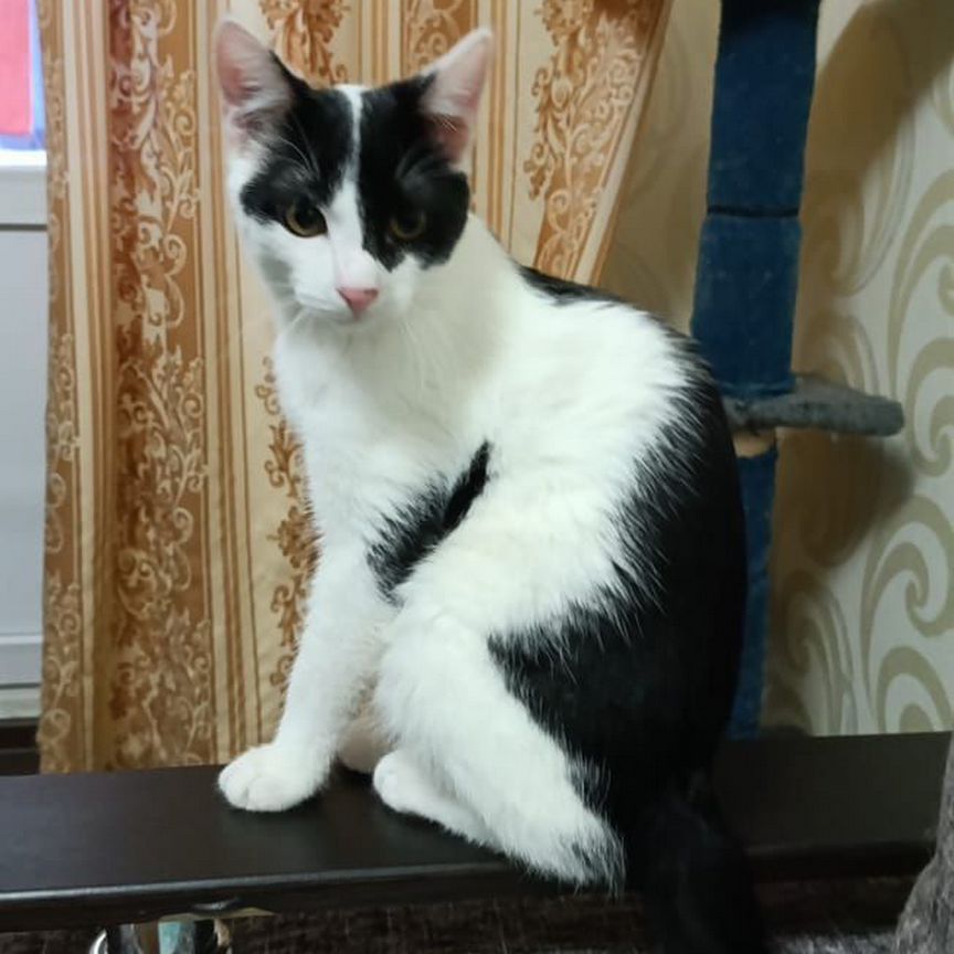 Котенок в добрые руки
