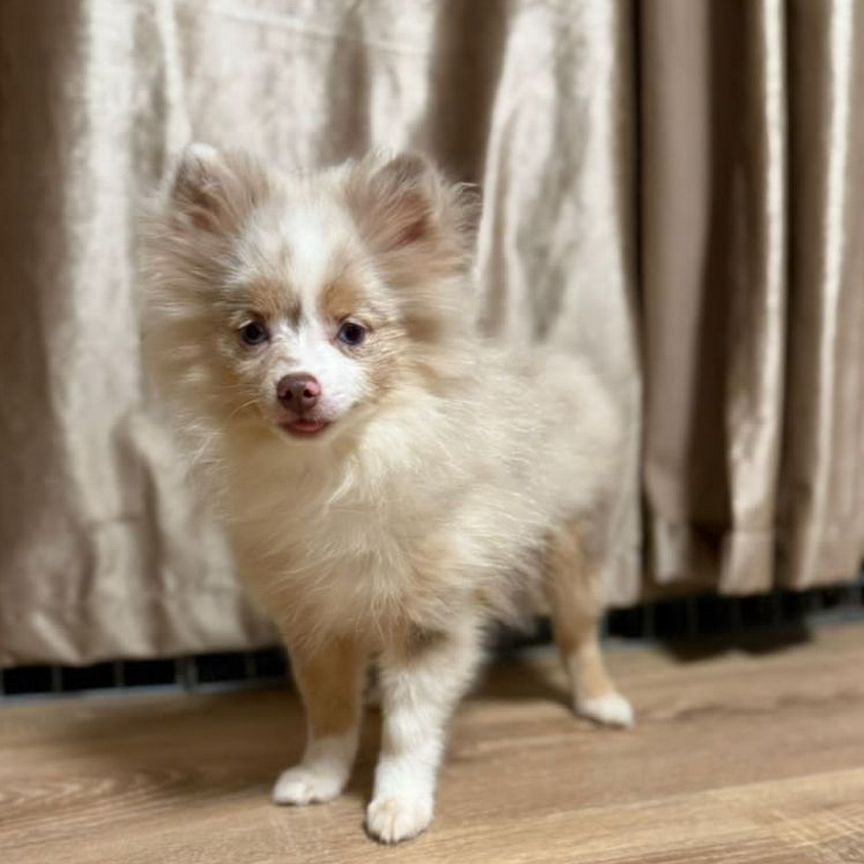 Померанский шпиц, щенок