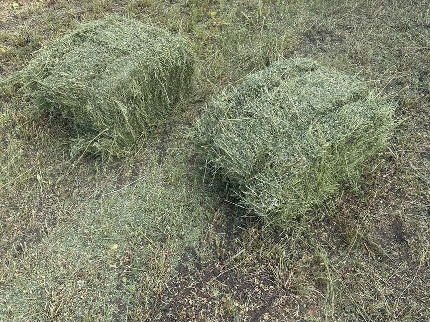 Продаю сено в тюках (люцерка)