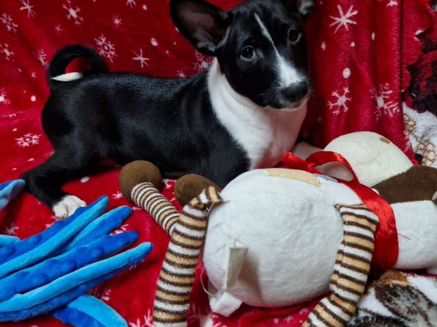 Щенки Басенджи