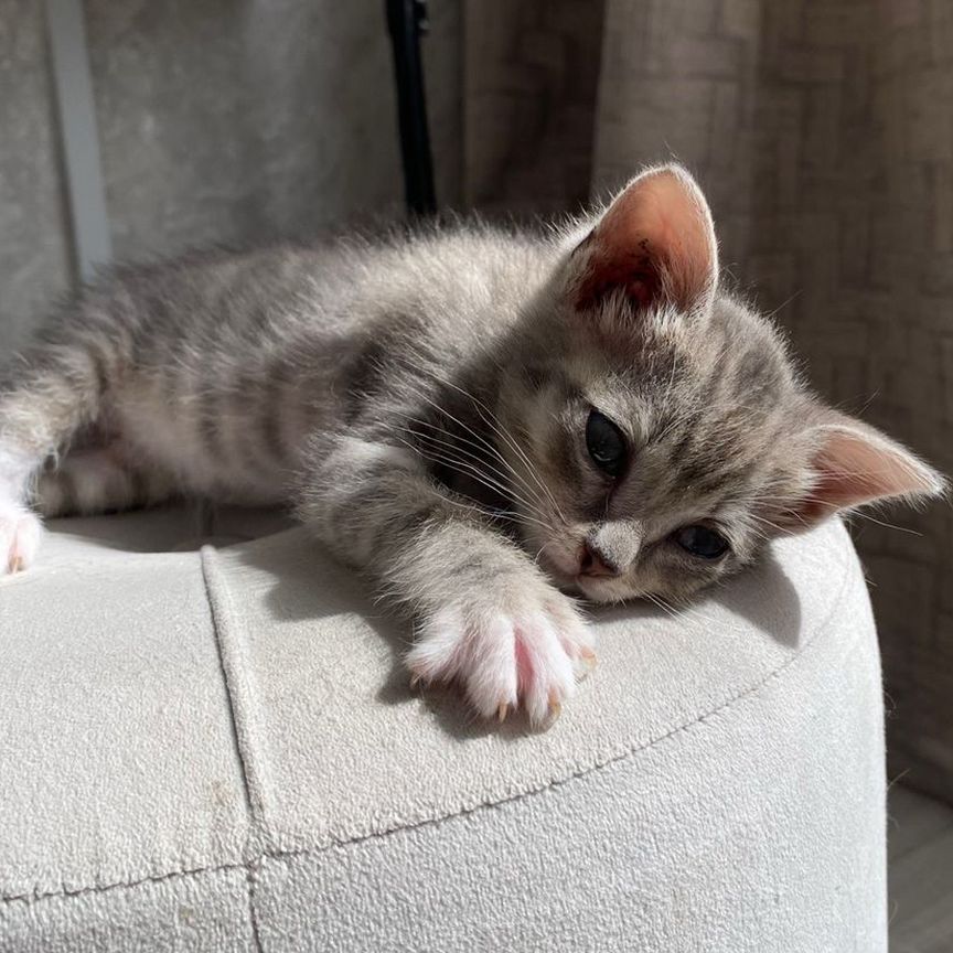 Котёнок в добрые руки