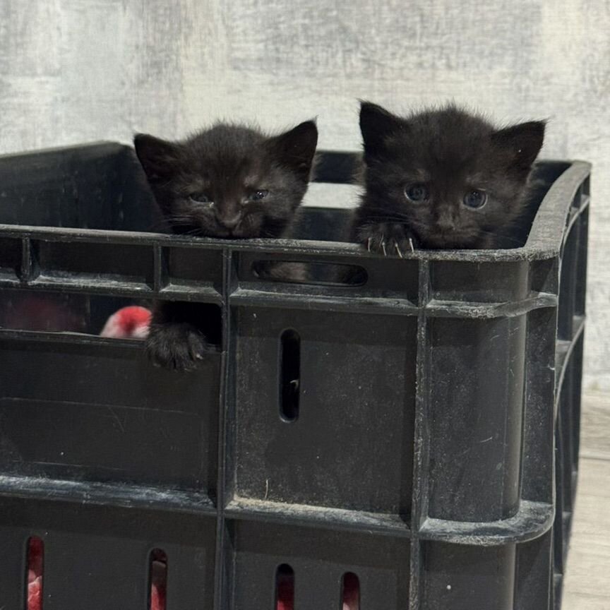 Котята в добрые руки бесплатно