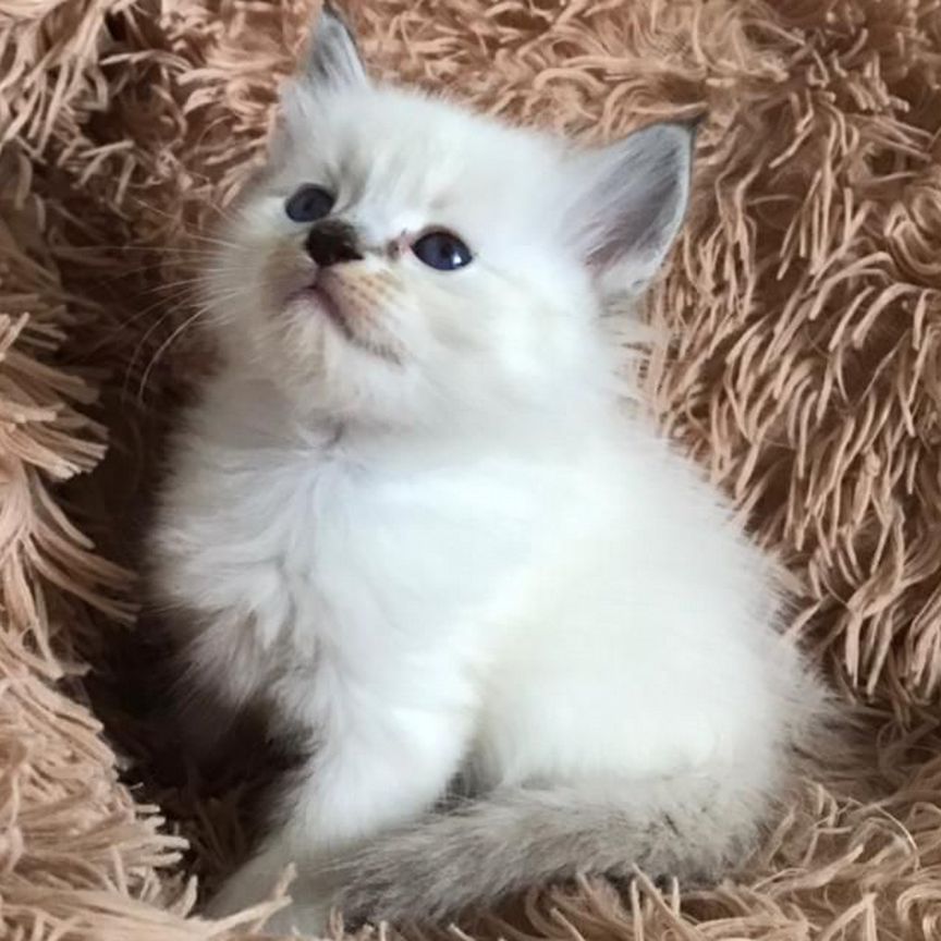 Невские маскарадные котята