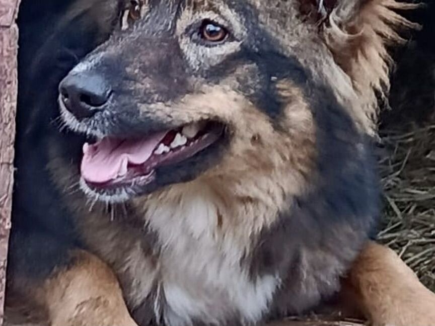 Собака в беде в добрые руки