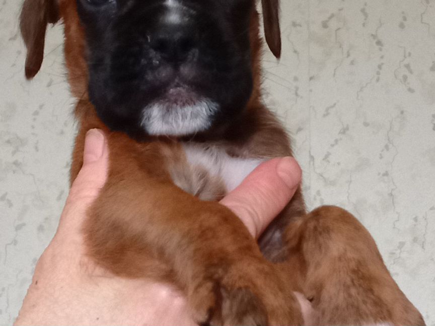 Боксер малыш