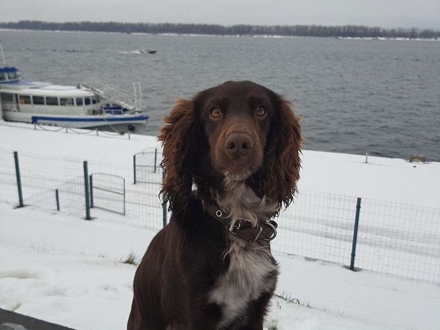 Русский кокер спаниель