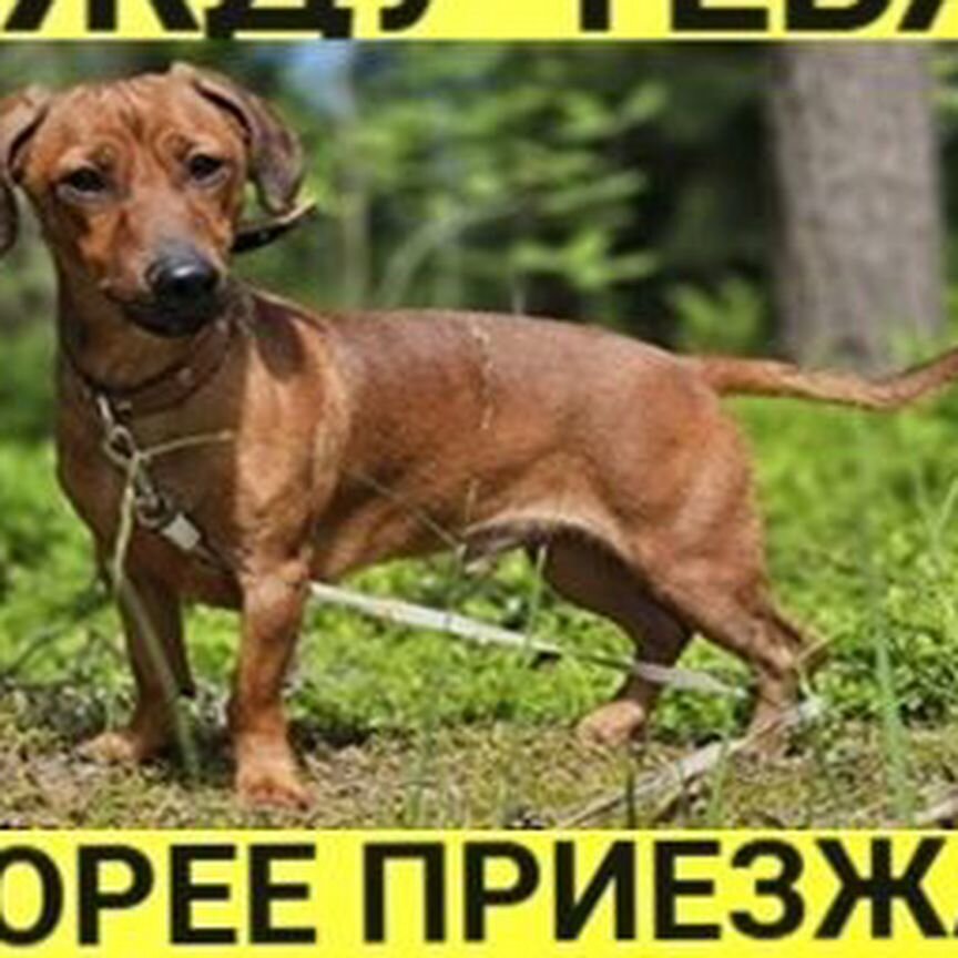 Взрослая собака в добрые руки