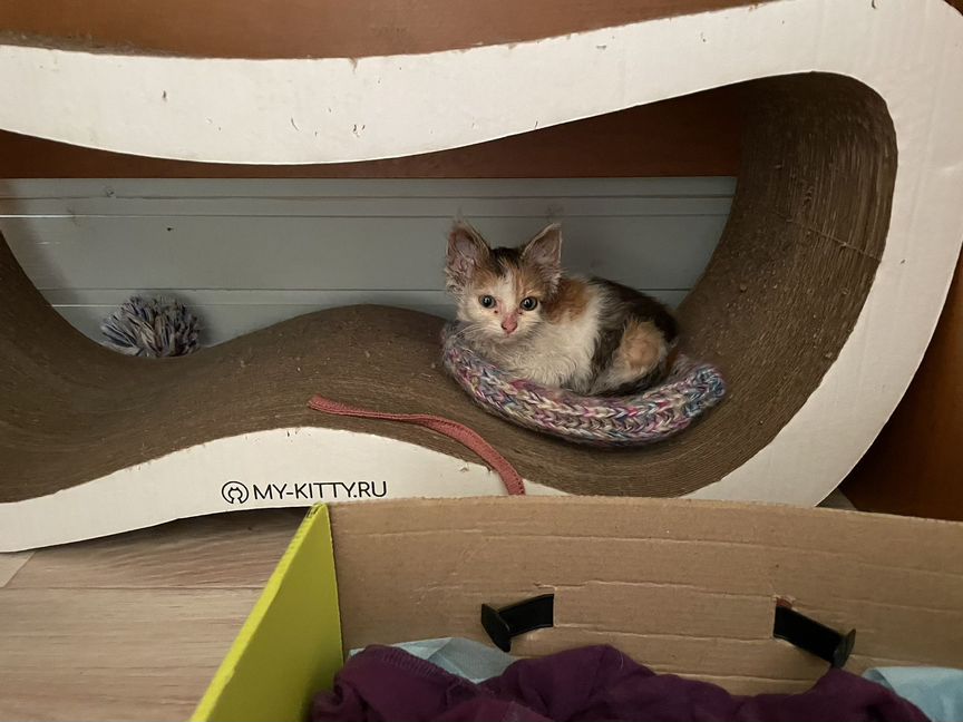 Котенок в добрые руки
