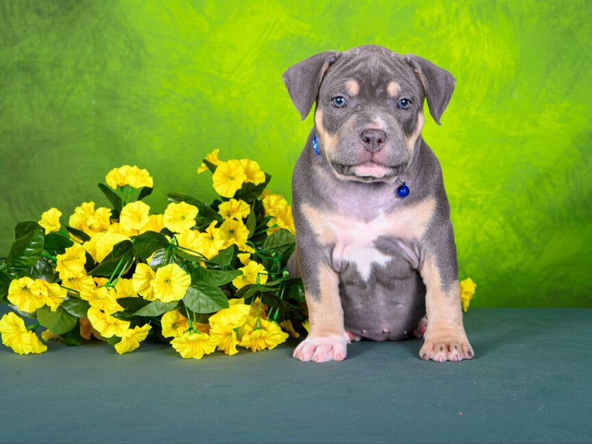 Американский булли покет щенки