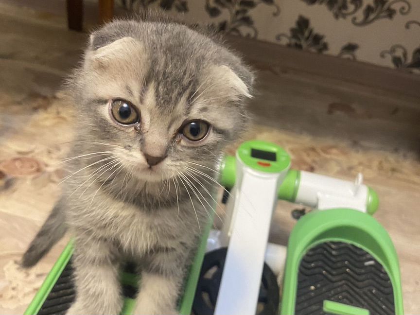 Шотландская вислоухая