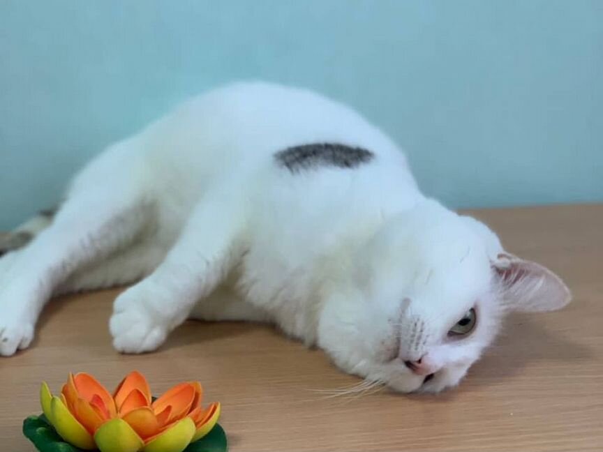 Кошечка-ласкуша ищет дом