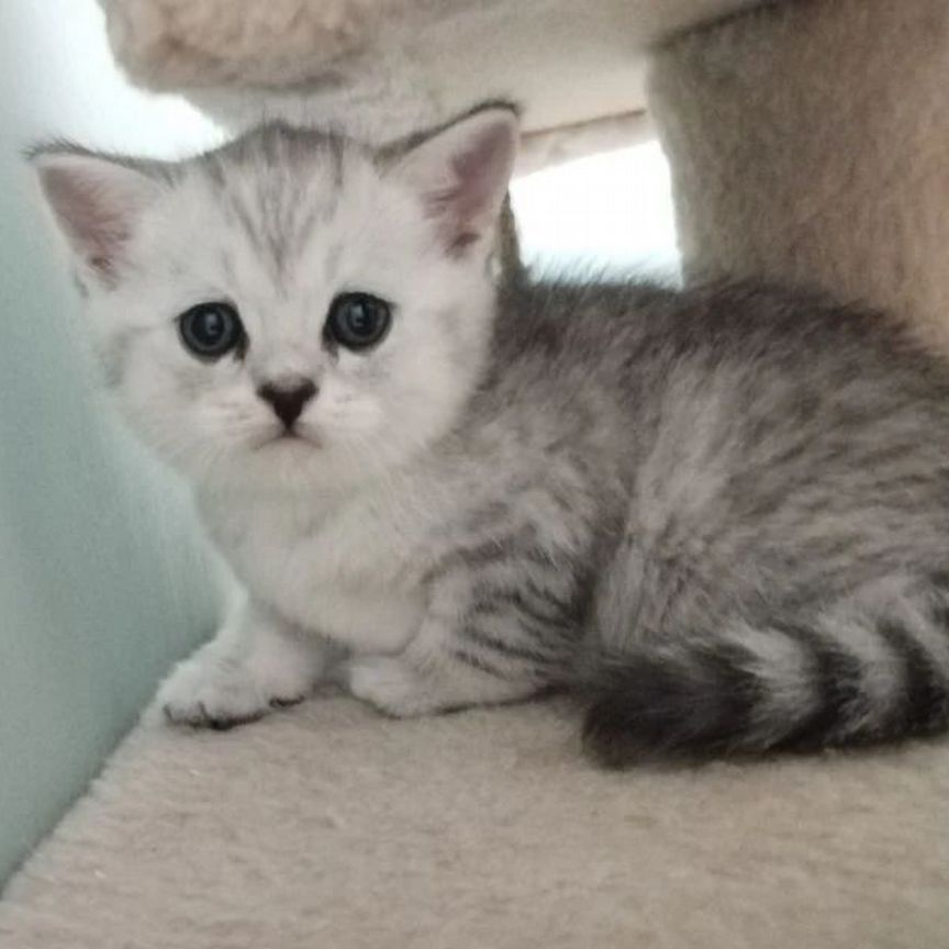 Шотландский вислоухий короткошёрстный котёнок