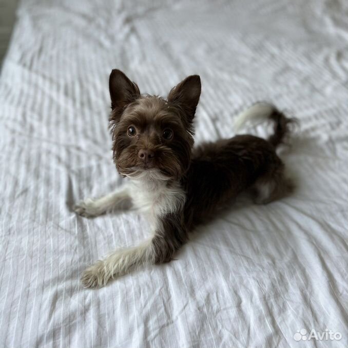 Бивер вязка