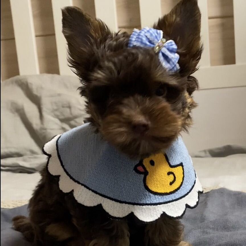 Йоркширский терьер