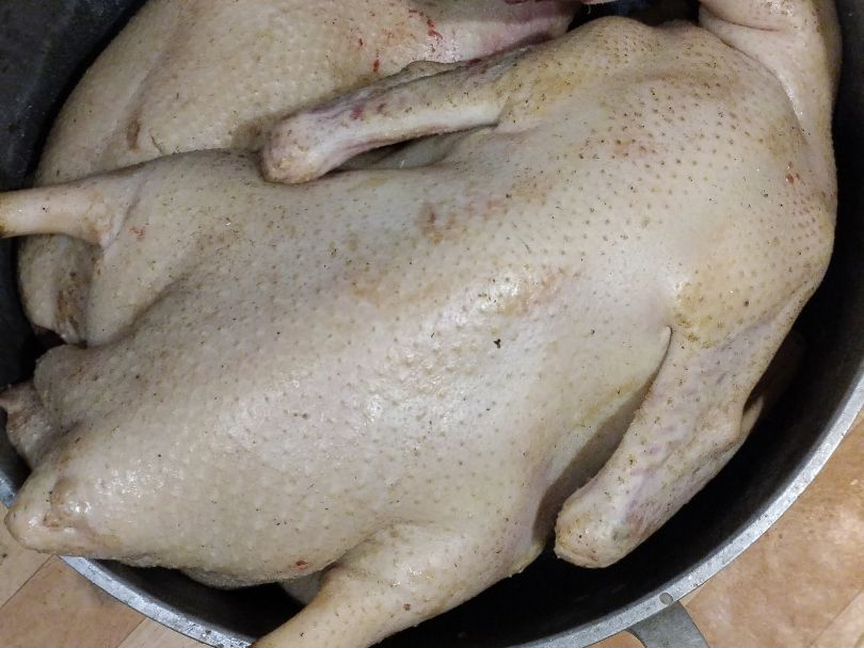 Холмогорские гуси