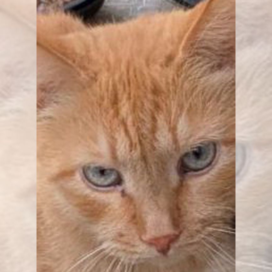 Кошки