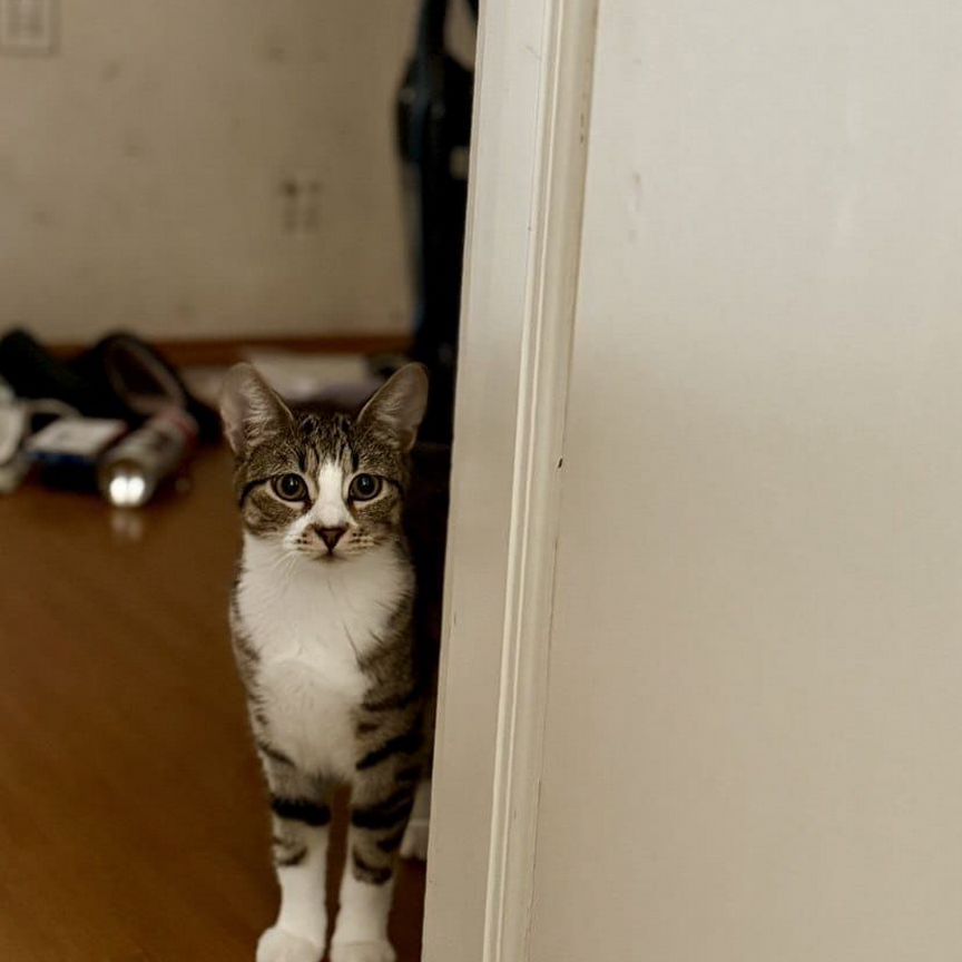 Котёнок в добрые руки