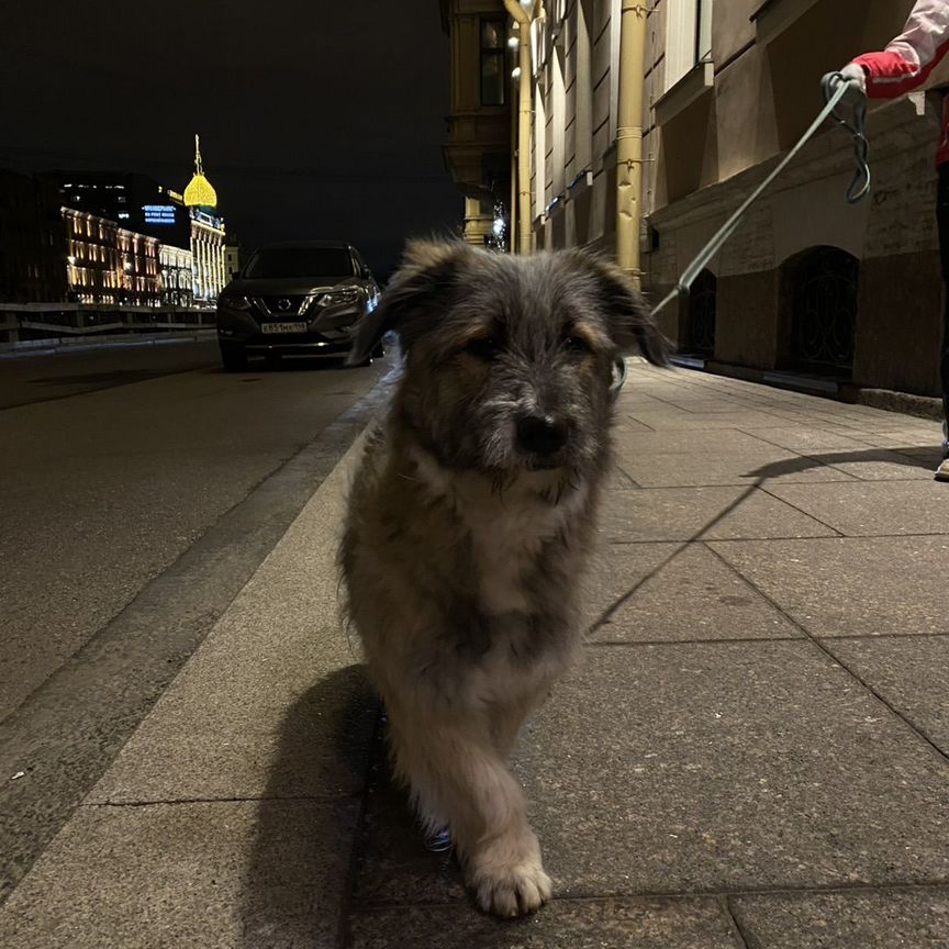 Собака в добрые руки