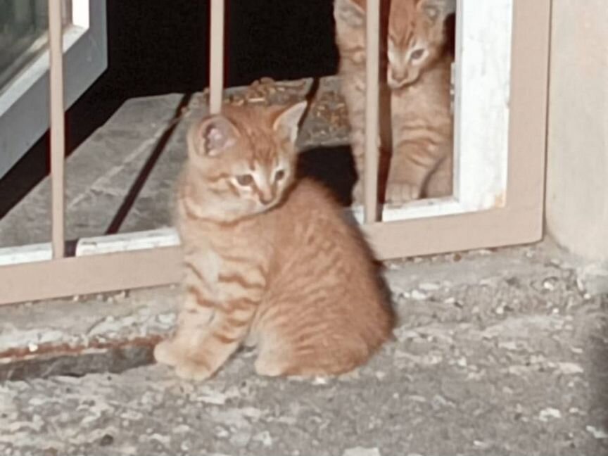 Рыжий веселый котенок ищет дом