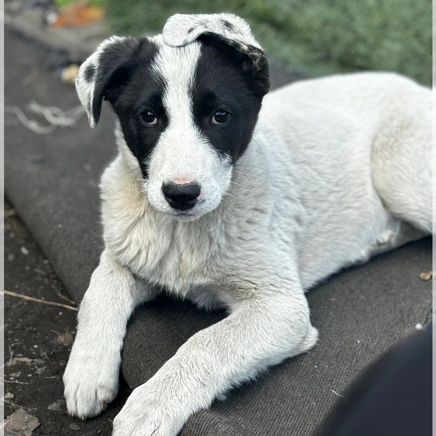 Русская псовая борзая, щенок