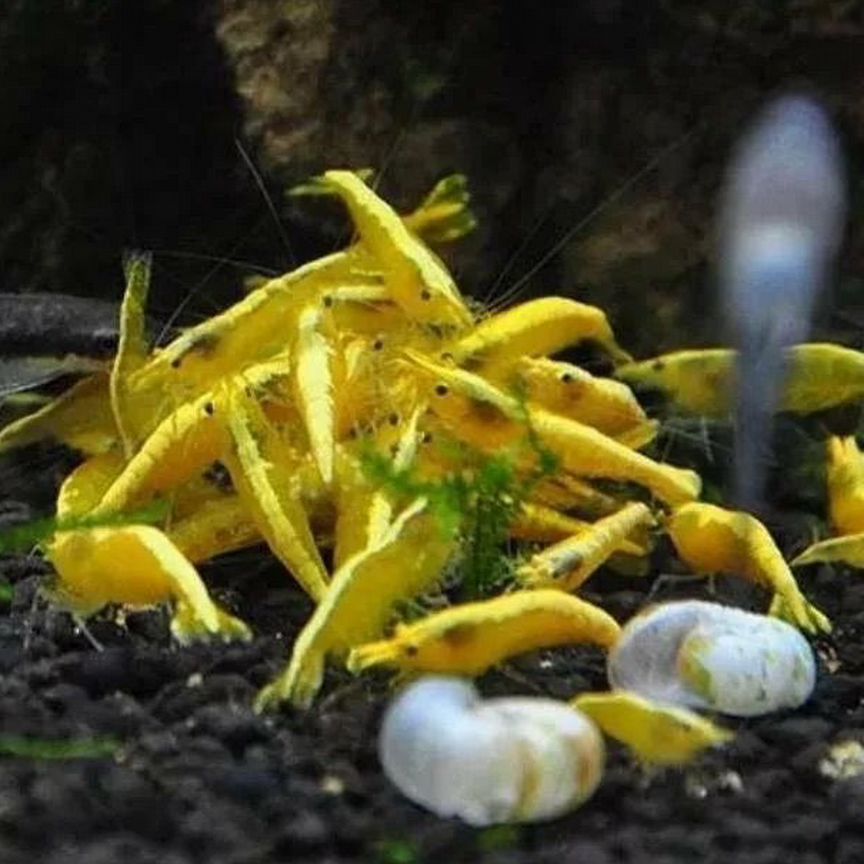 Креветки желтый огонь