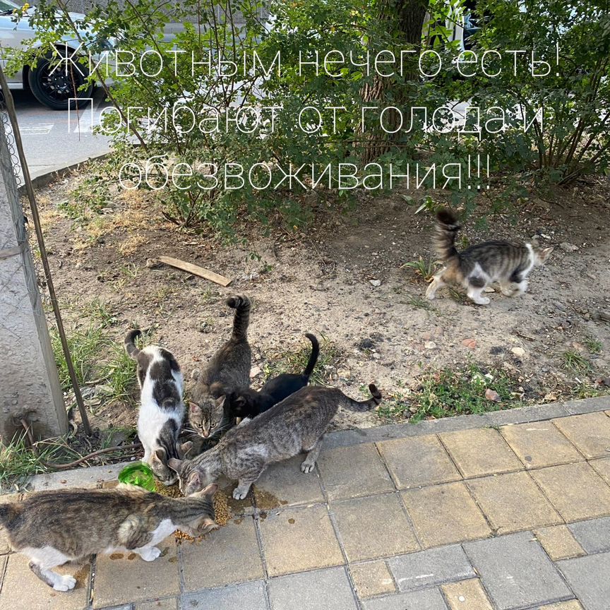 Животные погибают от голода и обезвоживания