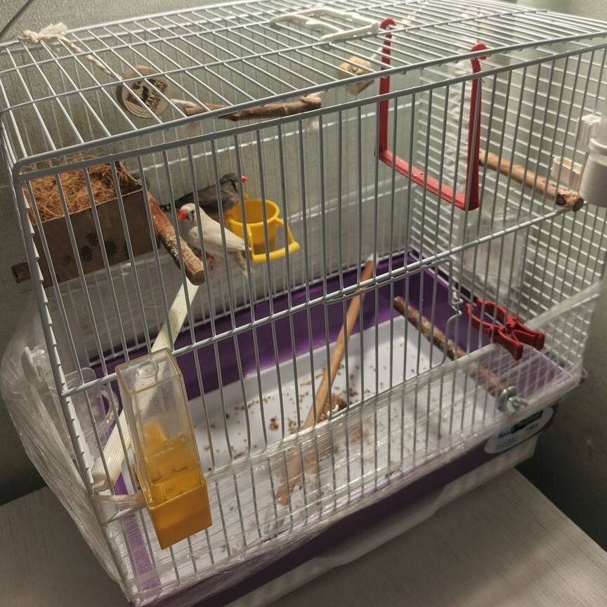 Продам 2х амадин с клеткой