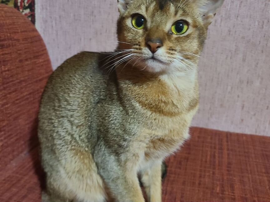 Абиссинская кошка