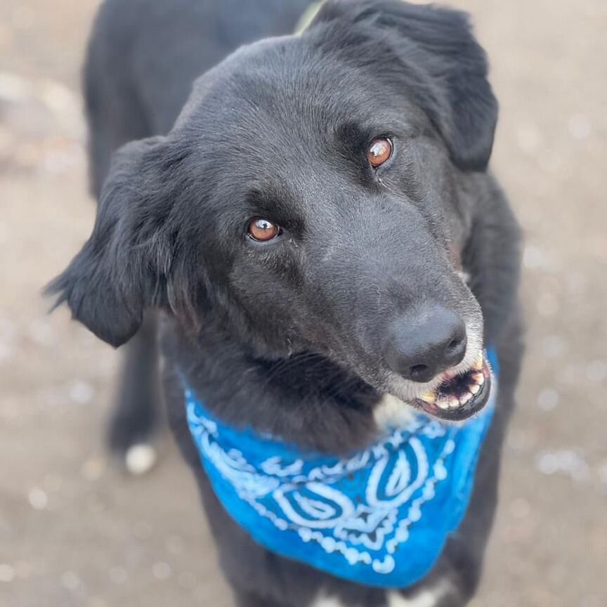 Собака в добрые руки