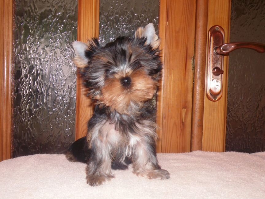 Щенки йорка стандарт