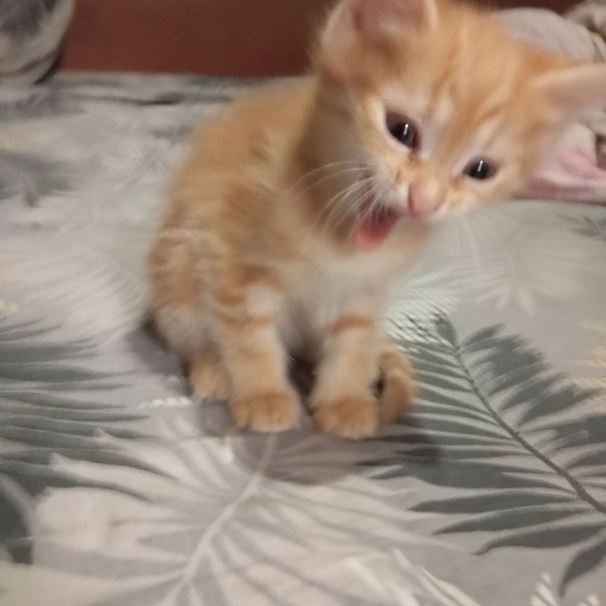 Котёнок в добрые руки