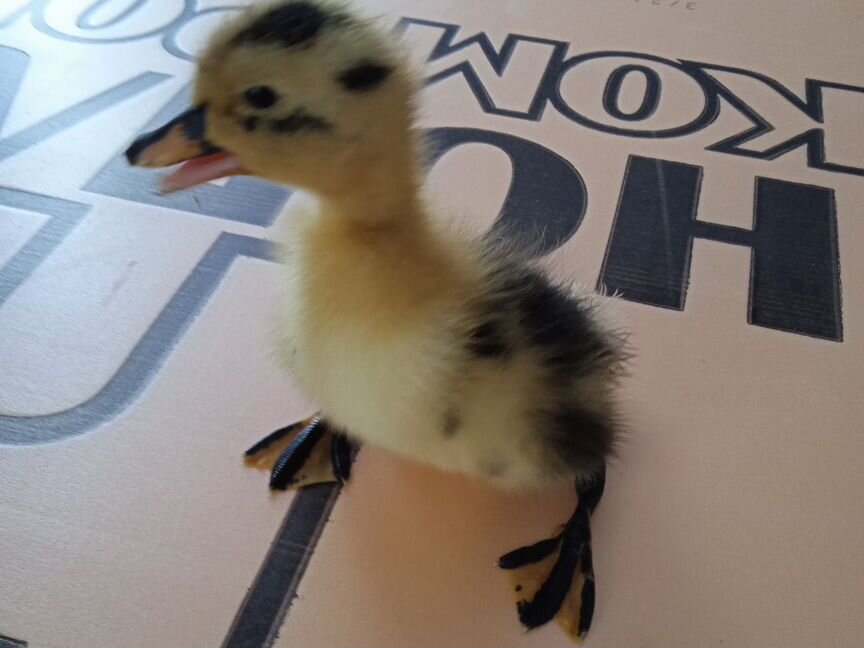 Утята суточные